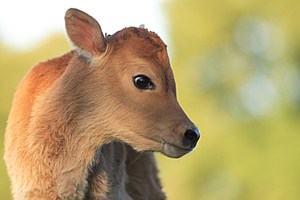 Le veau, meuuuuuuu c'est bon ! Ma Cuisine Santé