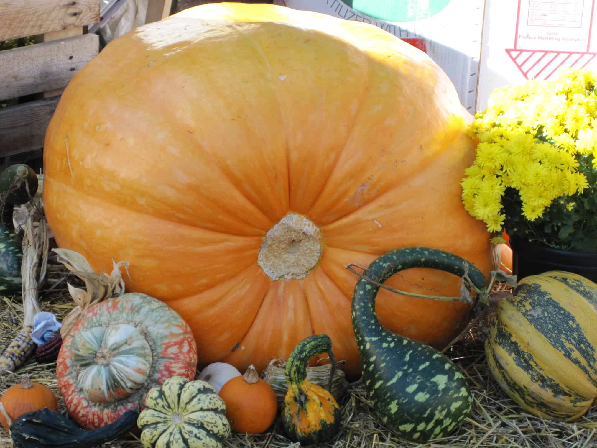 Les courges. Ma Cuisine Santé