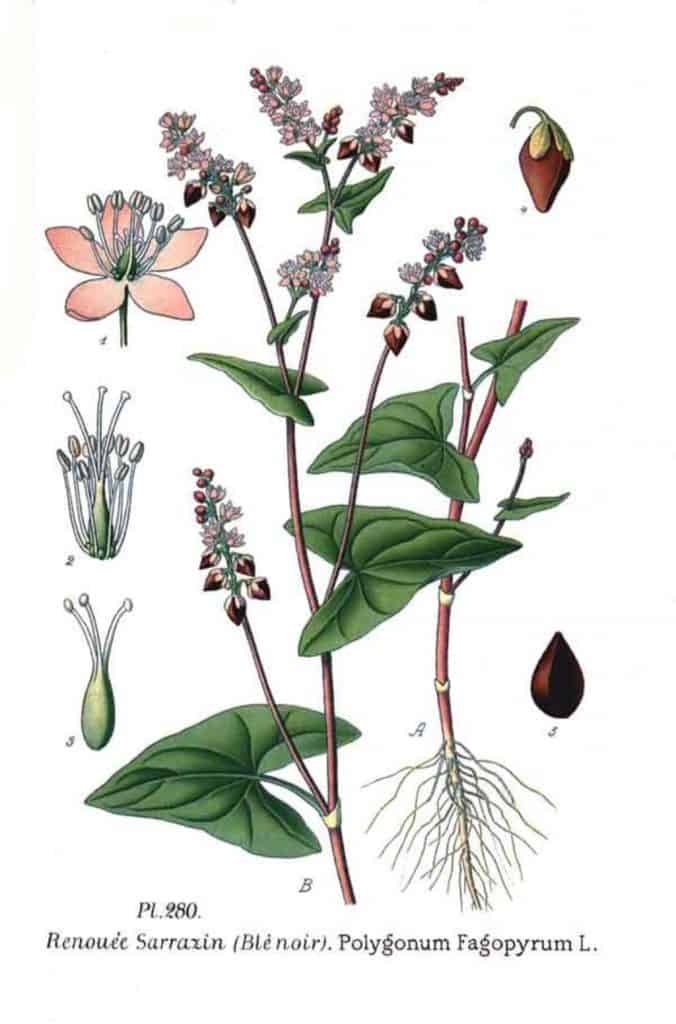 Le sarrasin Ma Cuisine Santé