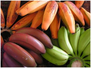 Les bananes, plus de 10 recettes avec Ma Cuisine Santé